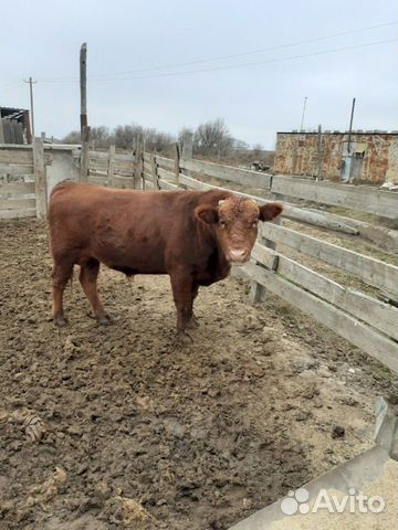 Быки откормочные