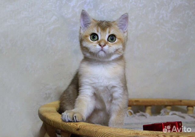 Юджик - золотой котик