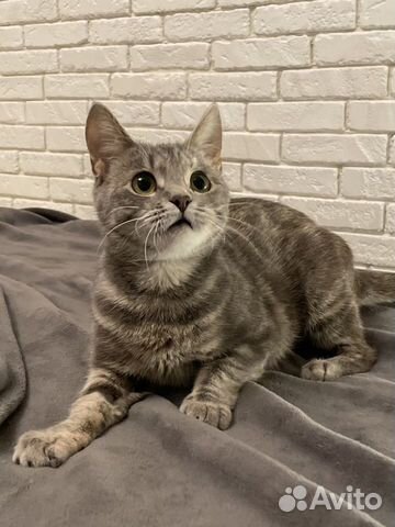 Кошечка котенок в добрые руки