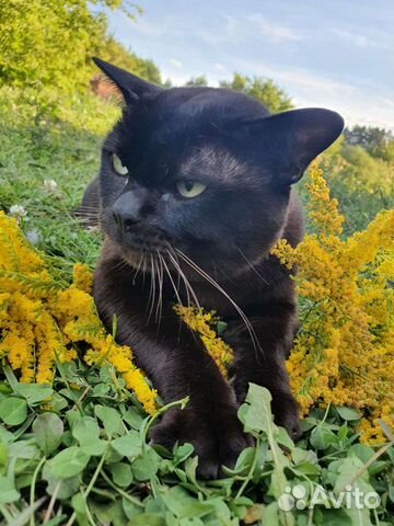 Бурманский кот