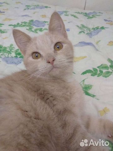 Котик-подросток в хорошие руки