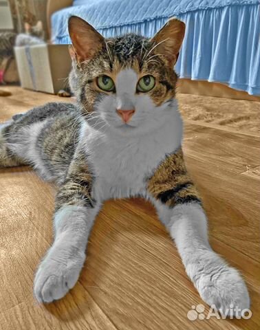 Котик Бакс