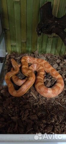 Змея маисовый полоз "Amelanistic"