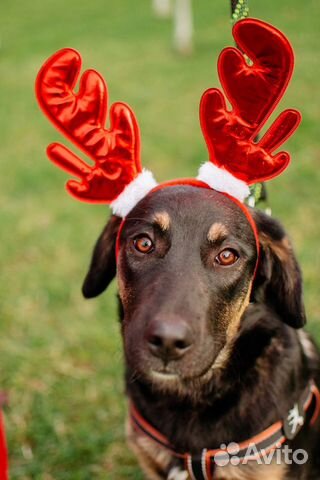 Рэя собака в добрые руки