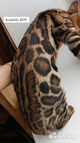 Бенгальские мальчишки