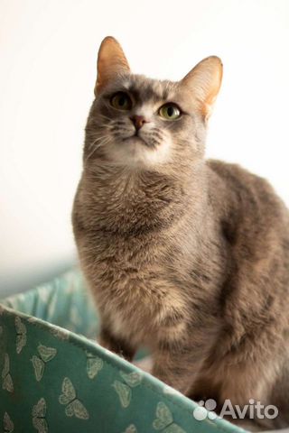 Игривая малышка в добрые руки