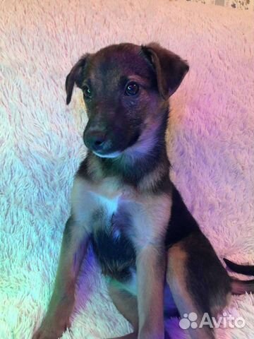 Ласковый щенок лиза