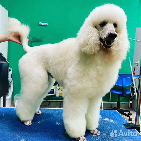 Пудель Королевский