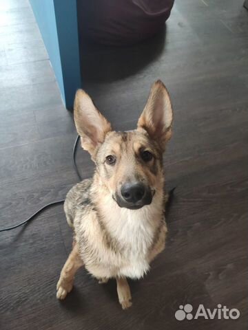 Собаки бесплатно