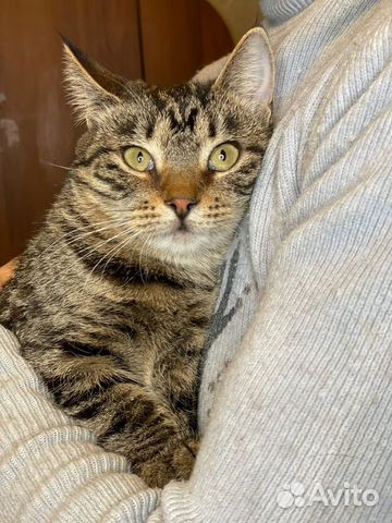 Ласковая ручная Клёпочка 1,5 года в поисках дома