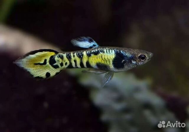 Гуппи тигровые