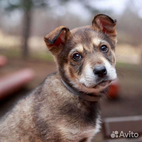 Щенок 3 мес ищет дом