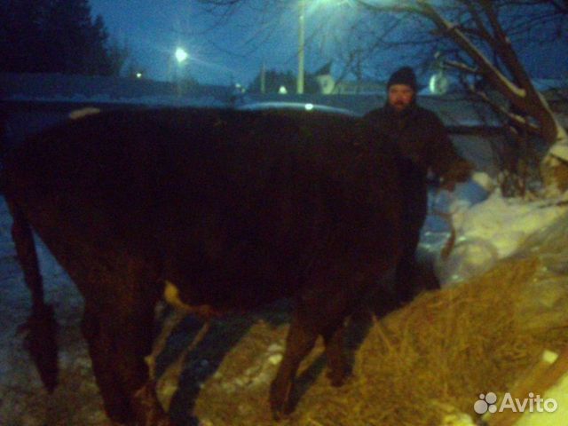 Бык на племя