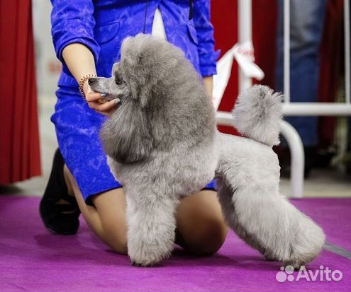 Миниатюрная белая девочка