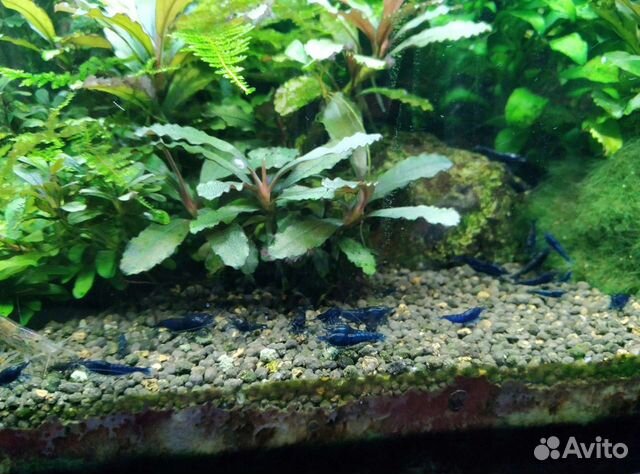 Креветки синие