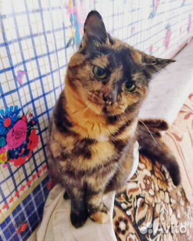 Очень красивая кошка в добрые руки