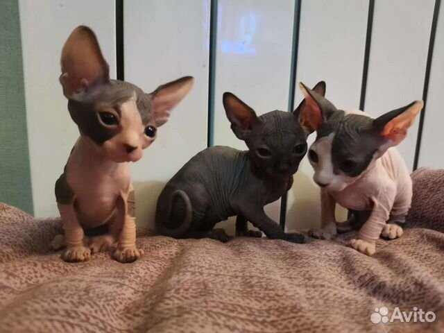 Канадский сфинкс котята