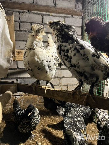 Куры Павловские