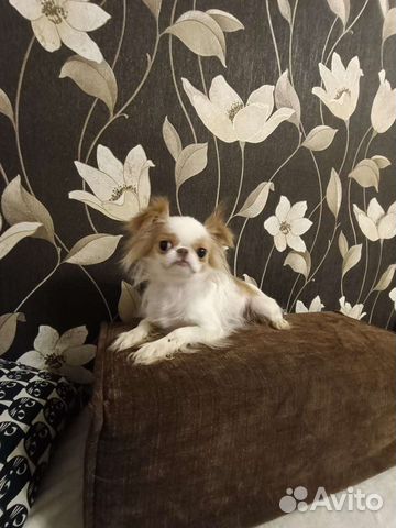 Японский хин