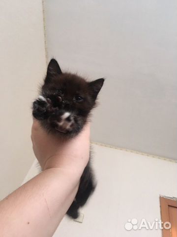 Котик Федя
