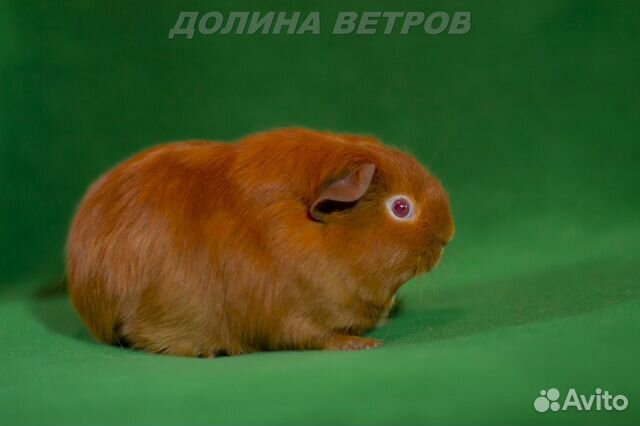 Морская свинка мальчик гладкошерстный золотой