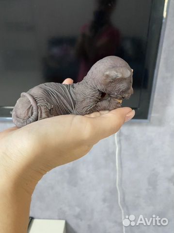 Канадский сфинкс котенок