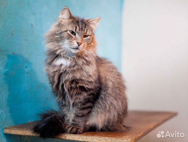 Котик Пуша ищет дом