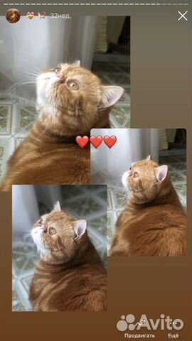 Экзотический кот