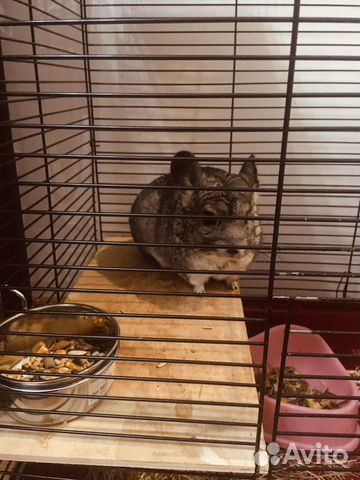 Шиншилла девочка вязка бесплатно