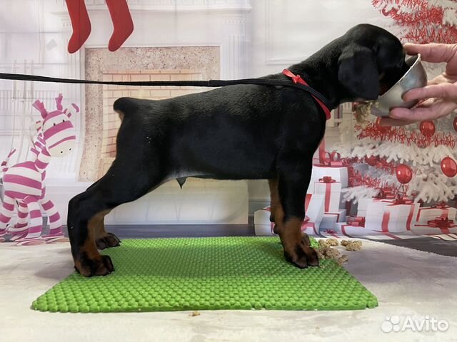 Элитные щенки добермана