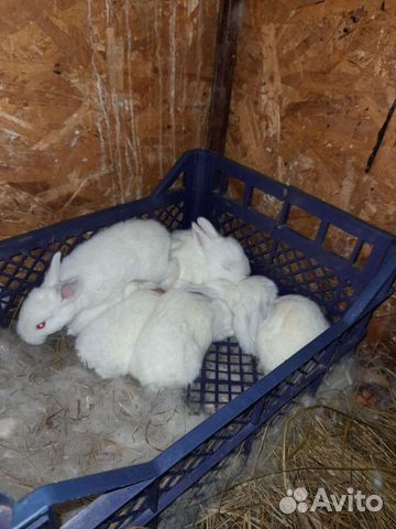 Кролики белый паннон