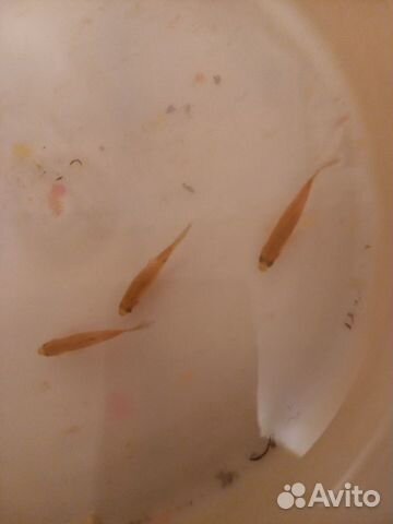 Барбус огненный