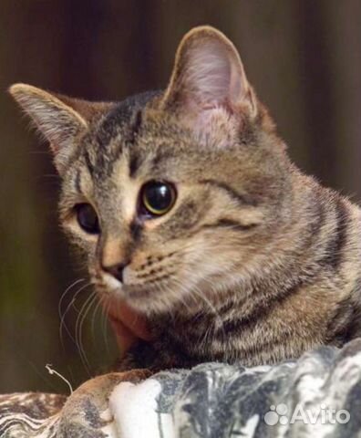 Котенок ласковый тигренок