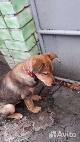 Собака в добрые руки 4 месяца