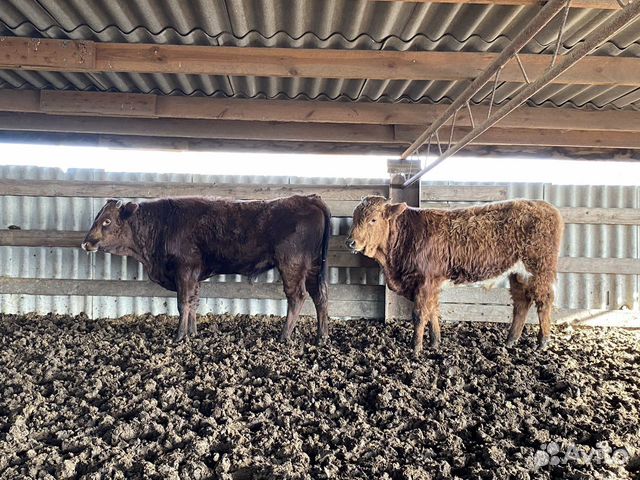 Продаются быки