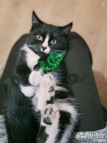 Котик Томас