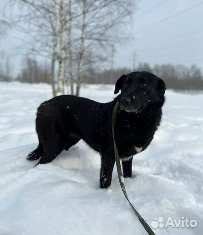 Давайте спасем Герду от холодной улицы и жизни без