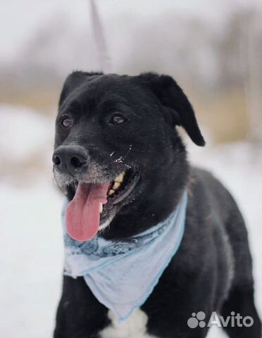 Макс очень ждет любимых хозяев для спасения