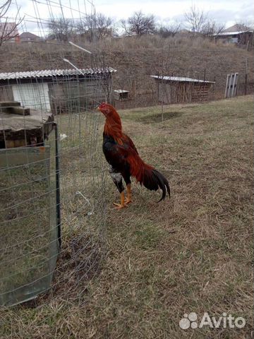 Бойцовые петухи