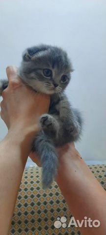 Шотландская девочка