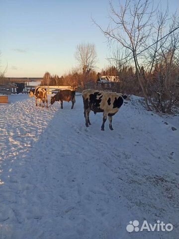 Бычки и быки