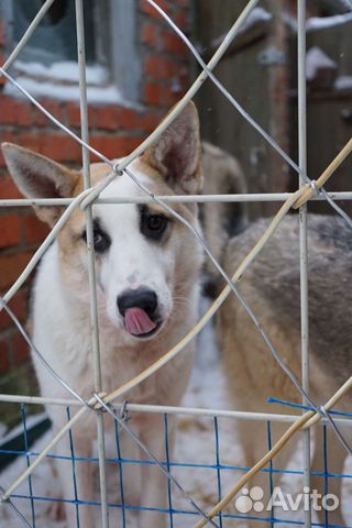 Швейцарская овчарка помесь