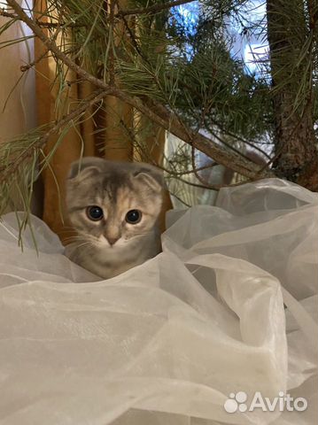 Ищем дом вислоухому котенку