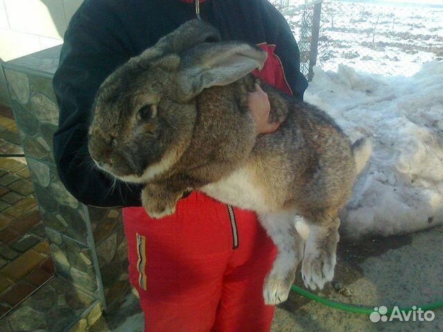 Кролы чистокровные