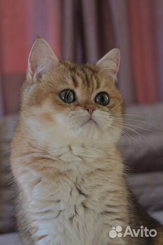 Кот золотая шиншилла