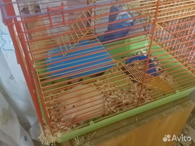 Сирийский хомяк с клеткой