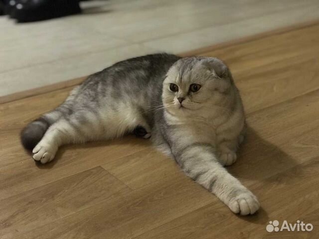 Шотландская