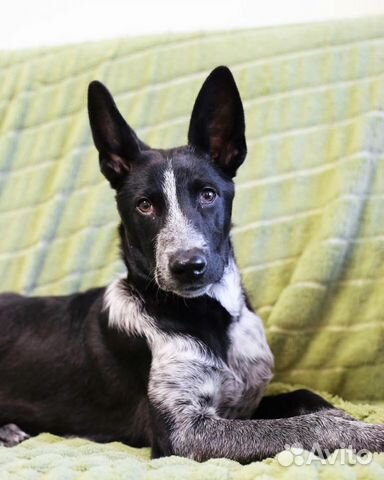 Щенок Оскар в добрые руки