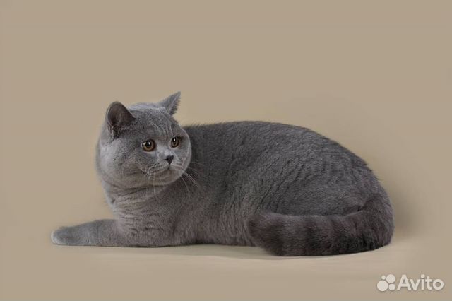 Шотландский страйт