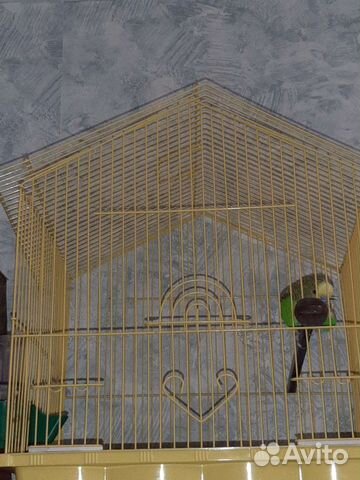 Продам волнистого попугая